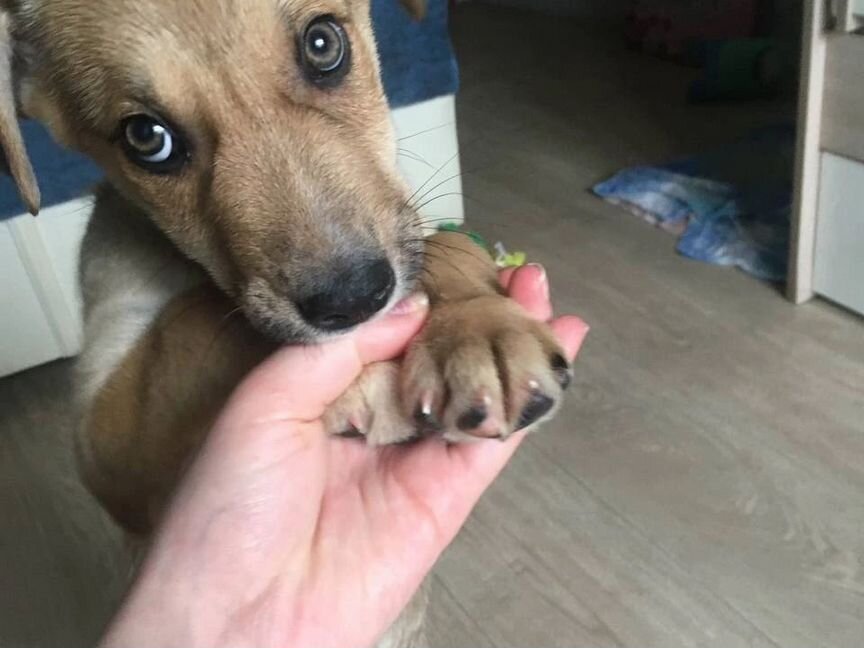 Щенок в добрые руки бесплатно