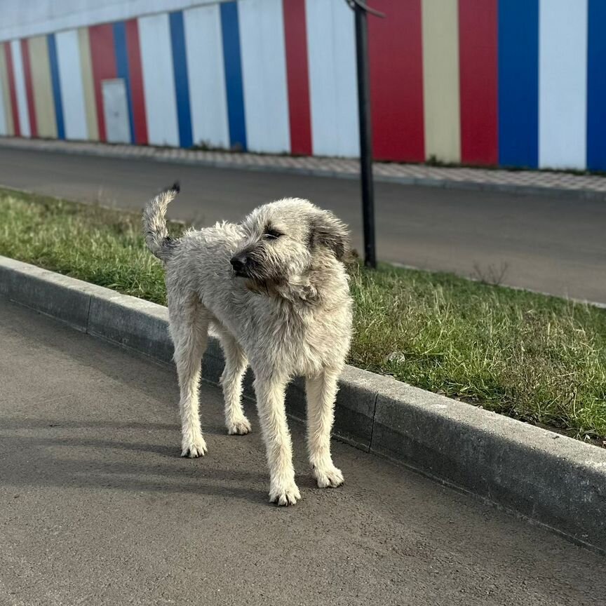 Собака в добрые руки отдам бесплатно