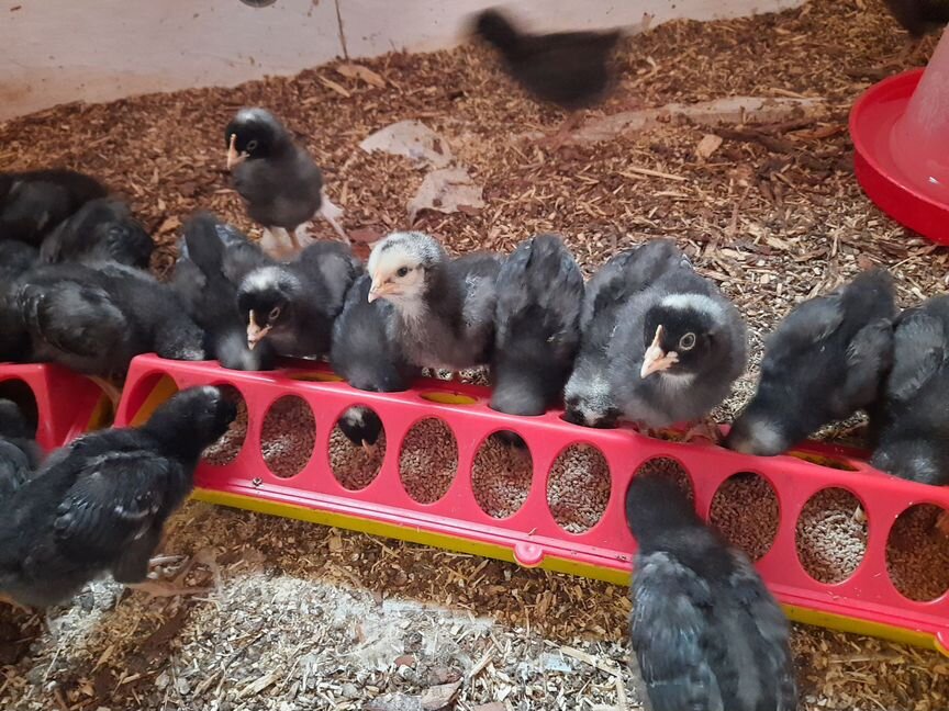 Продам 2х недельных петушков Доминант
