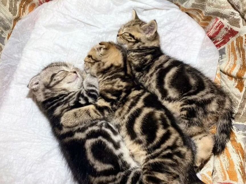 Британская мраморная