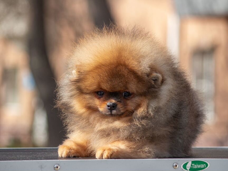 Продажа щенков шпица