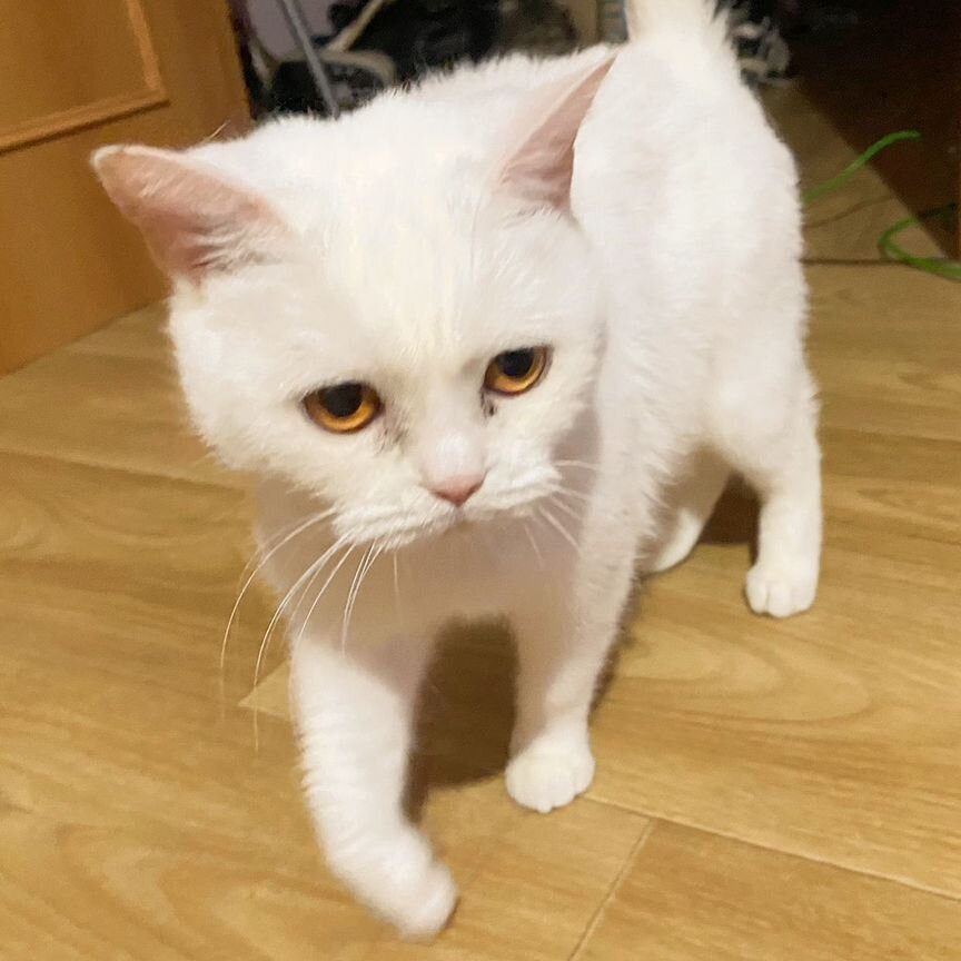 Кошка турецкая ангора