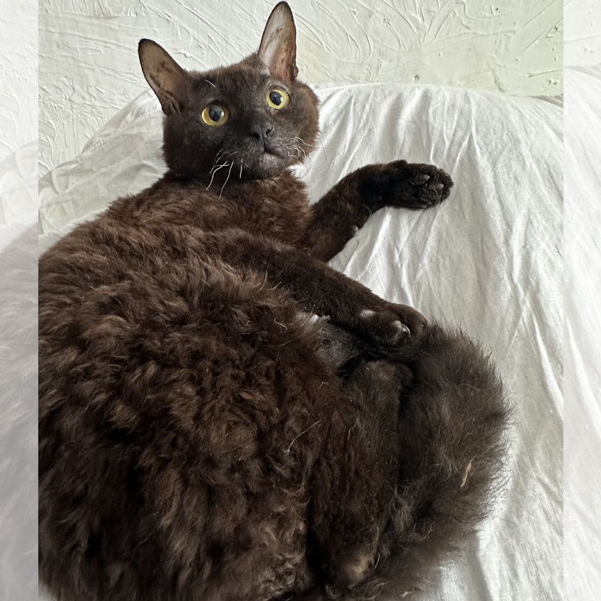 Британский короткошёрстный котёнок