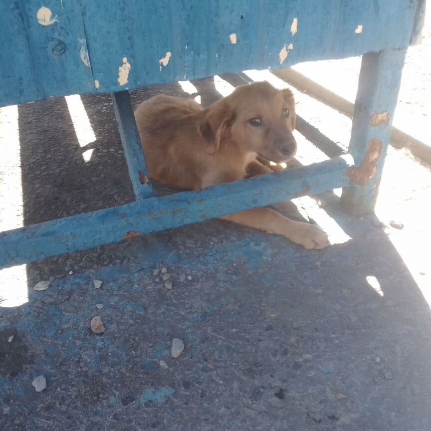 Спасите щенка