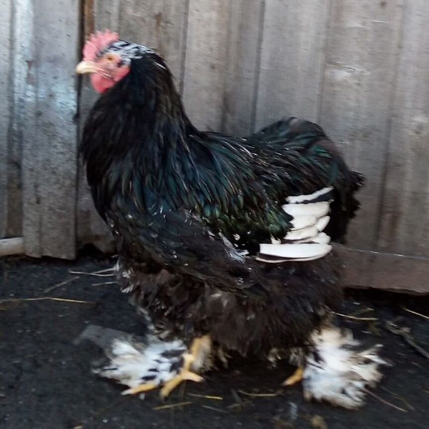 Продам молодых петушков