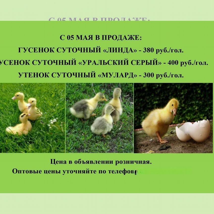 Гусь, мулард