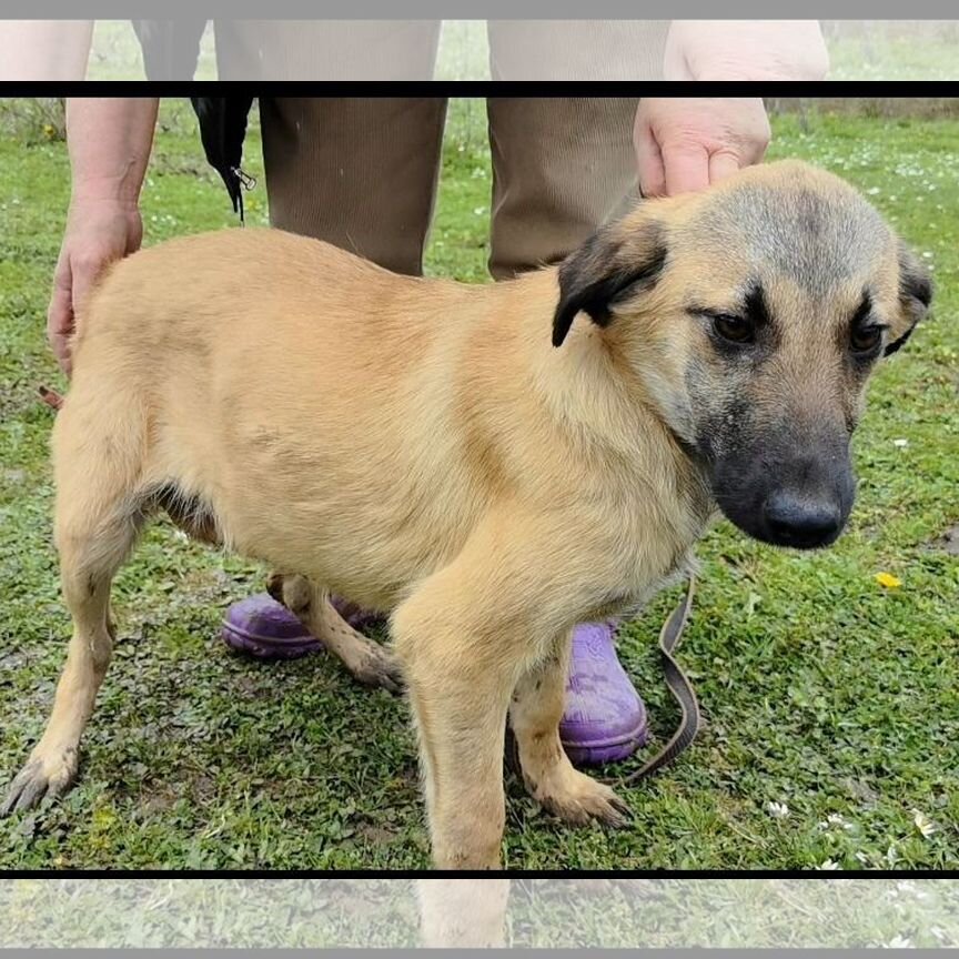 Взрослая собака в добрые руки