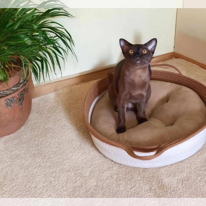 Европейский бурманский котёнок