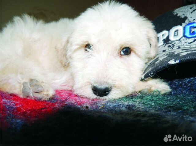 Девочка. Белоснежная девочка. На особых условиях