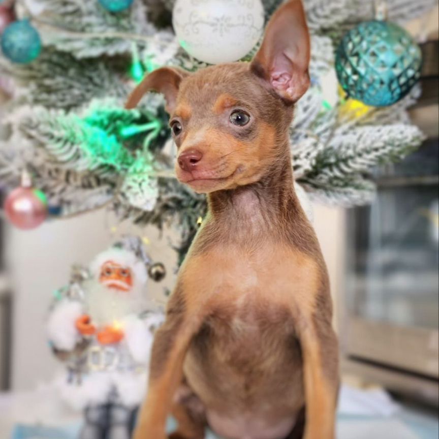 Красивые тойчики