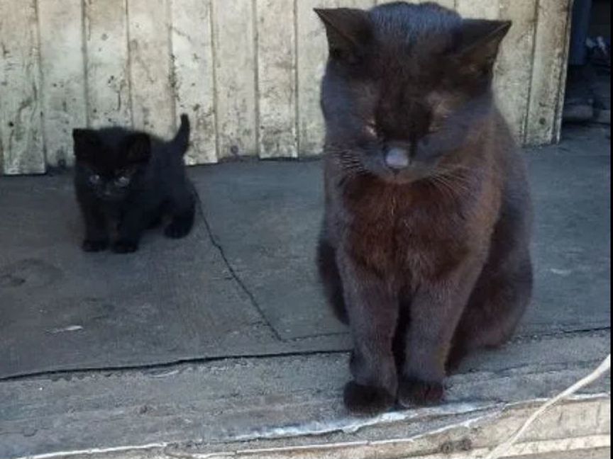 Котенок 1.5 месяца на базе