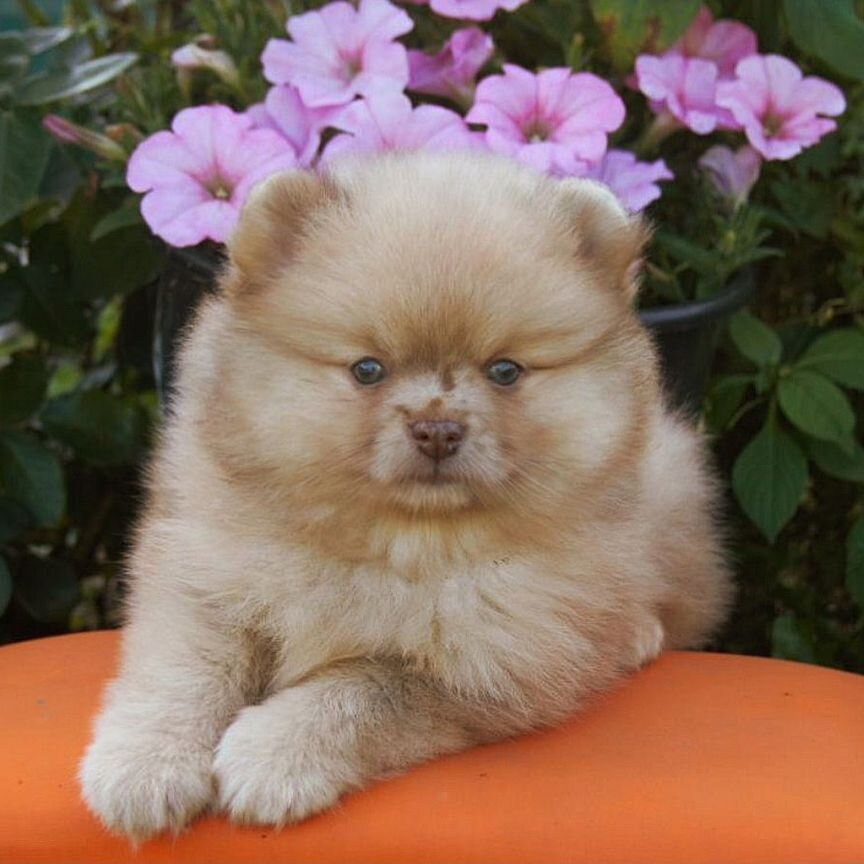 Сливочный шоколадик