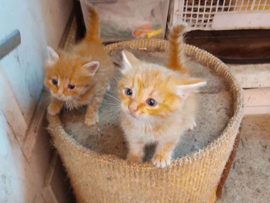 Котята рыжики