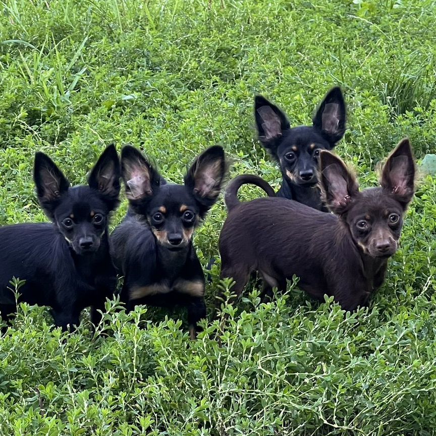 Русский той щенки