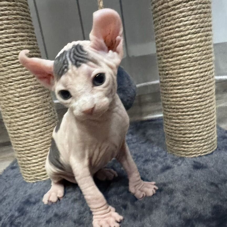 Канадский сфинкс котёнок