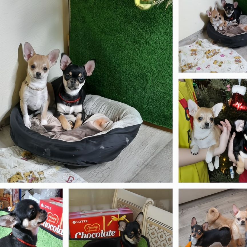 Чихуахуа, щенок