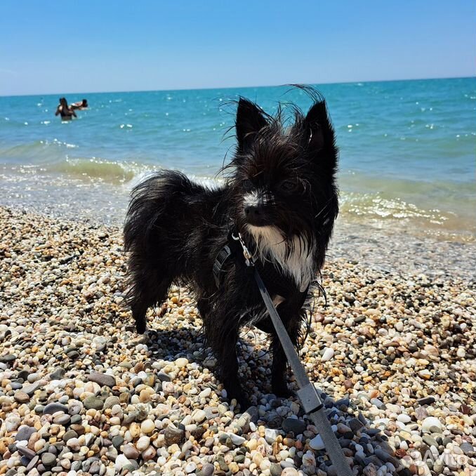 Шпиц йорк вязка мальчик