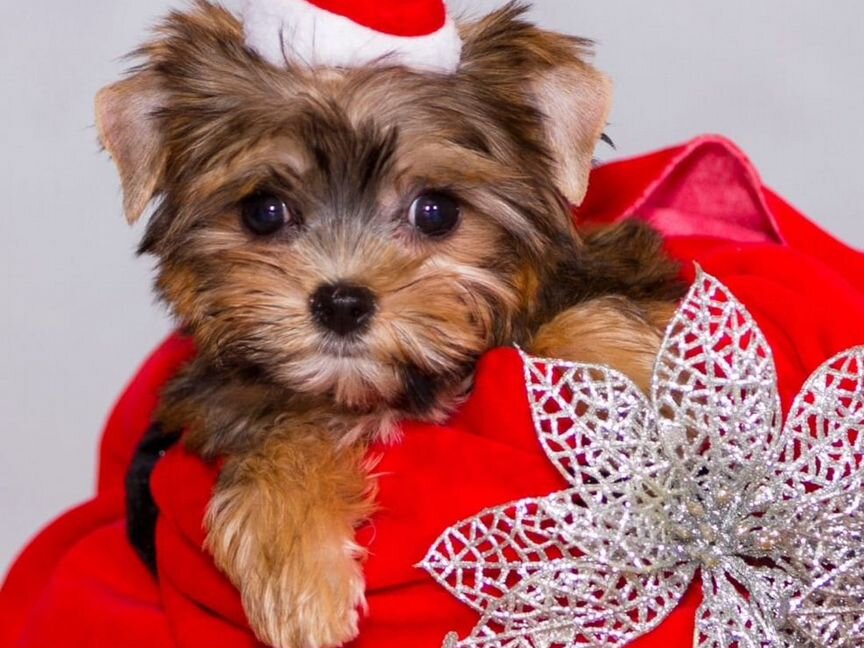 Голдаст мальчики