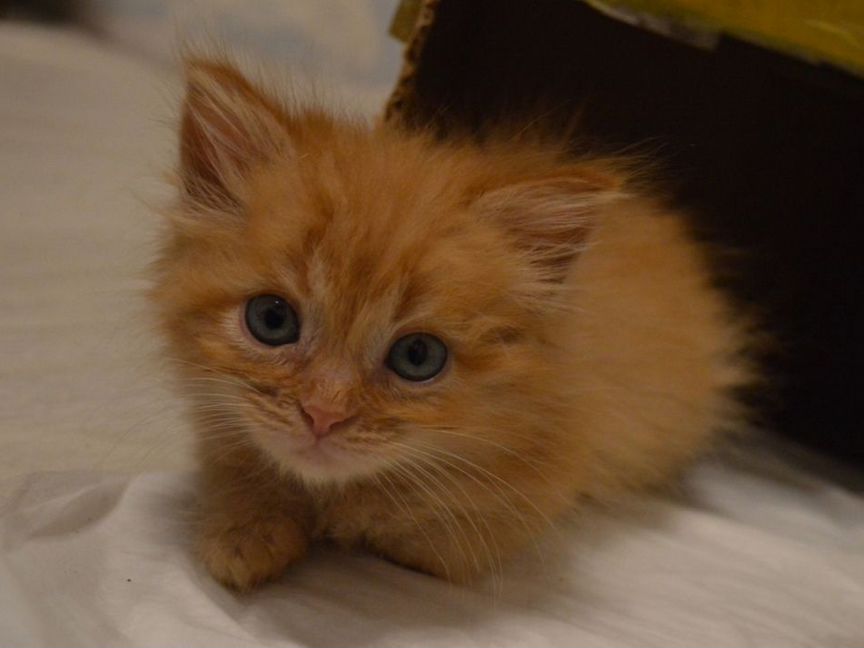 Котик и кошечки