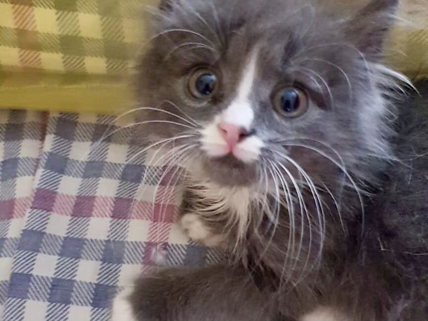 Кошка