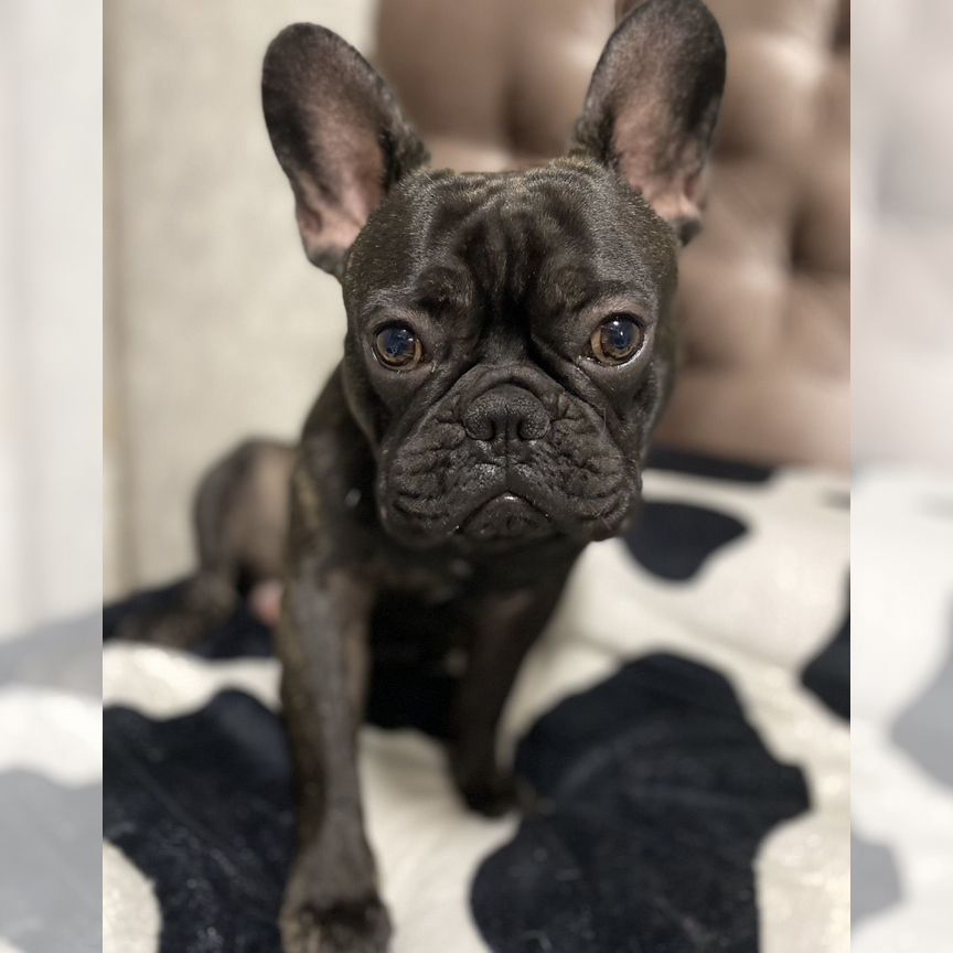 Французский бульдог вязка