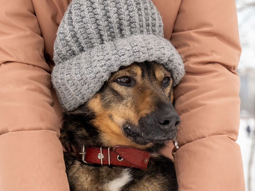 Дружелюбный, молоденький Рикки тоскует в приюте