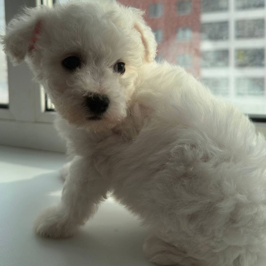 Бишон фризе, щенок