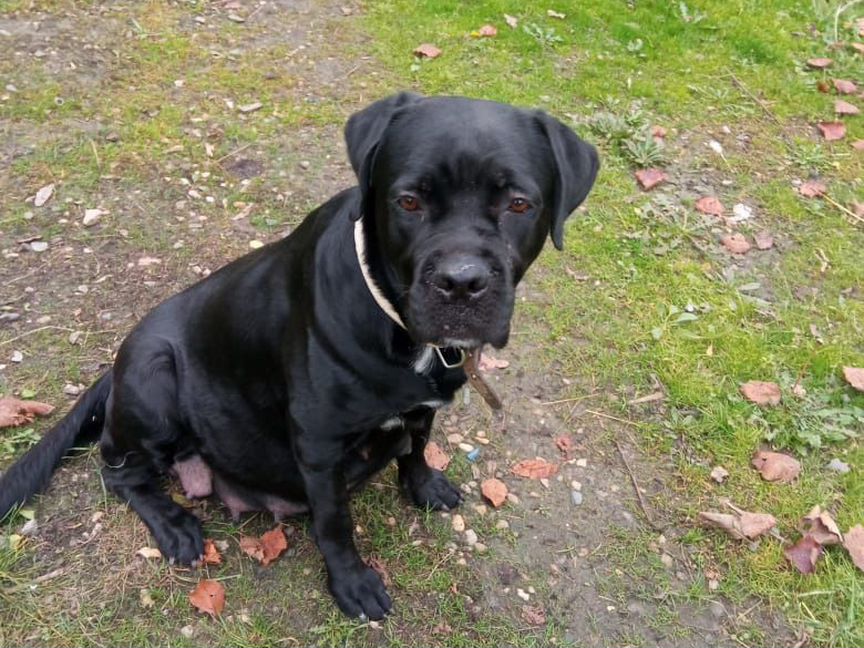 Щенки кане корсо