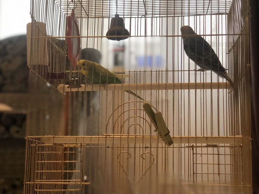 Волнистые попугаи с клеткой