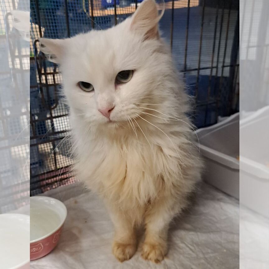 Взрослая, Девочка кошка в добрые руки