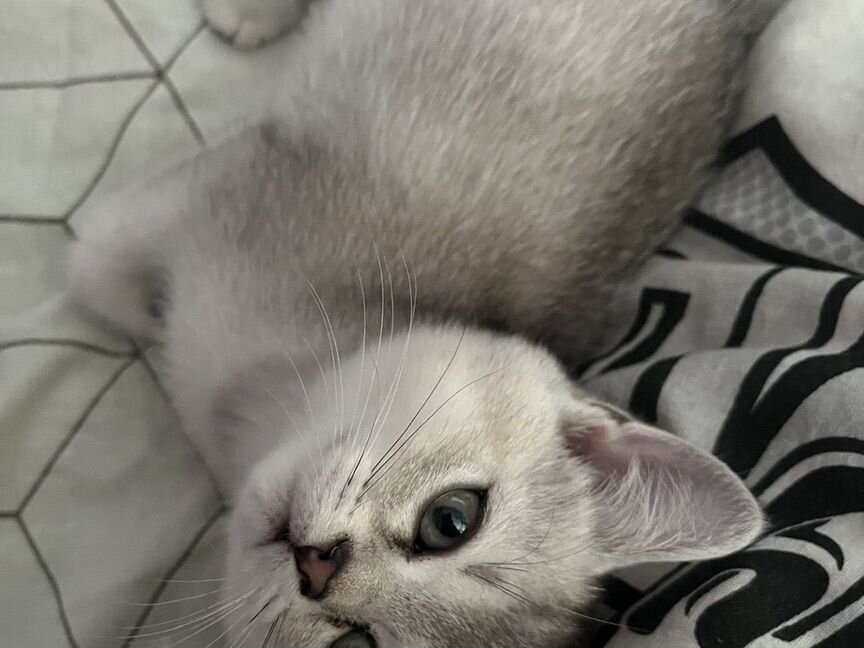 Шотландский котенок серебристая шиншилла