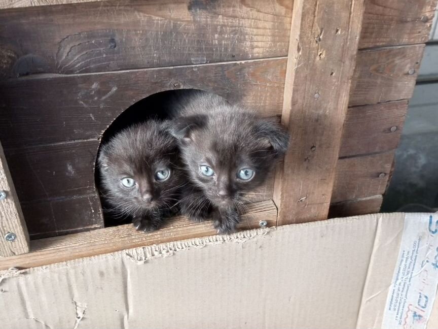 Котята в добрые руки