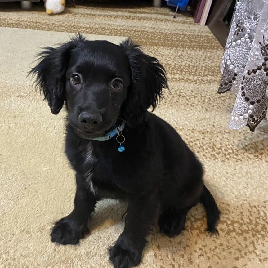 Английский кокер-спаниель, щенок