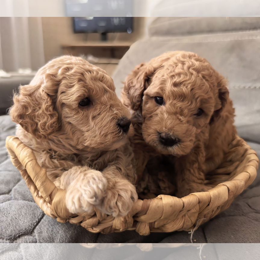 Карликовый пудель, щенок