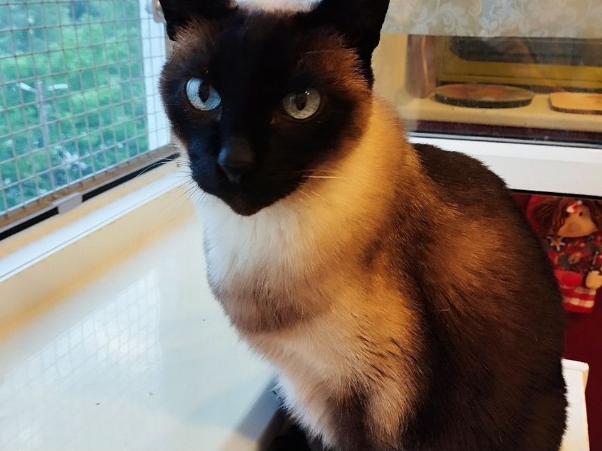 Котик сиамский ищет дом