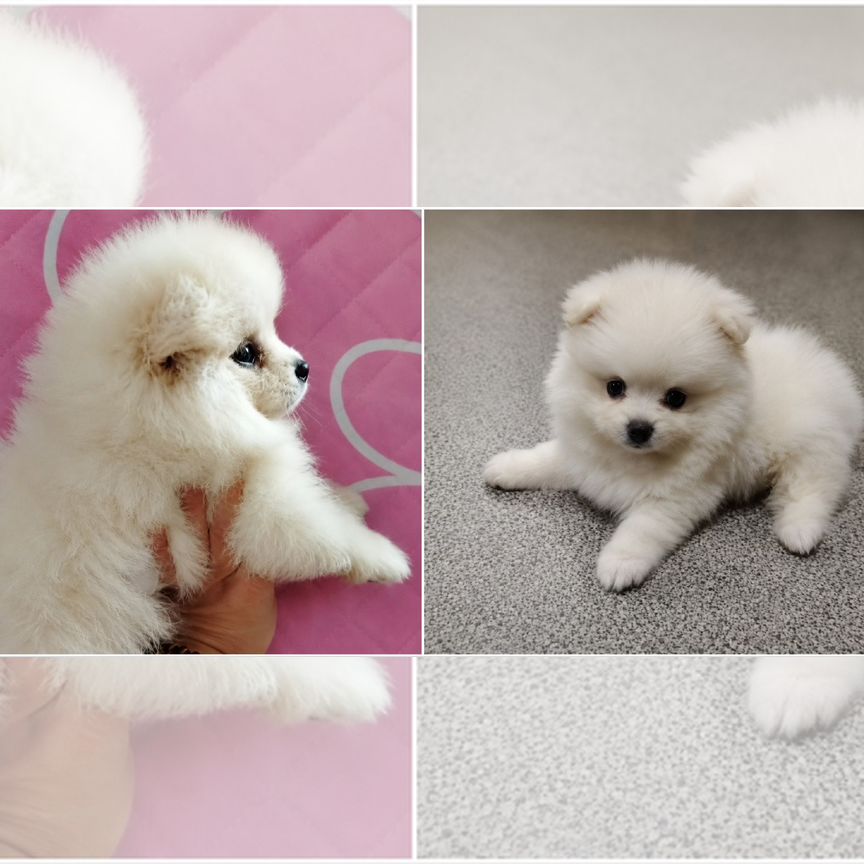 Померанский шпиц, щенок