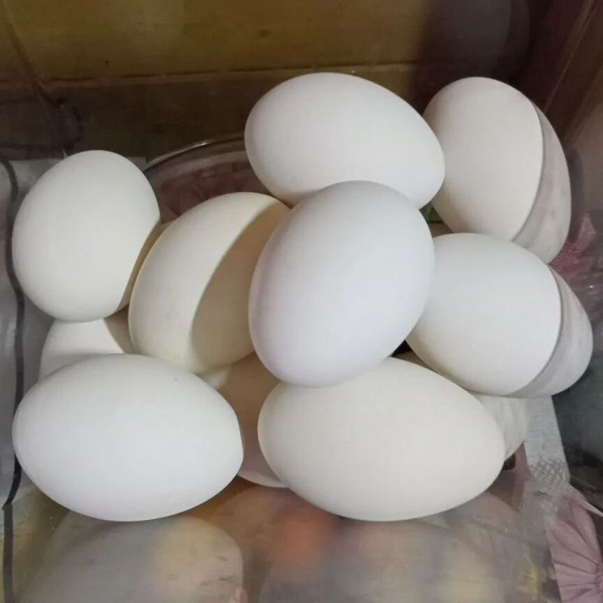 Яйцо гусиное домашнее