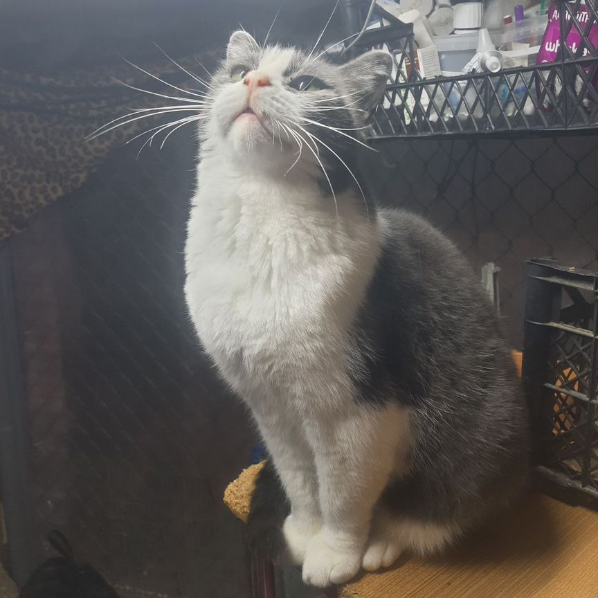 У кота был раньше дом, но хозяина не стало