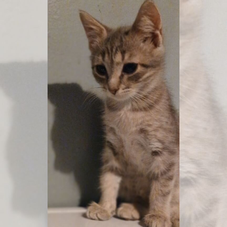 Европейский короткошёрстный котёнок