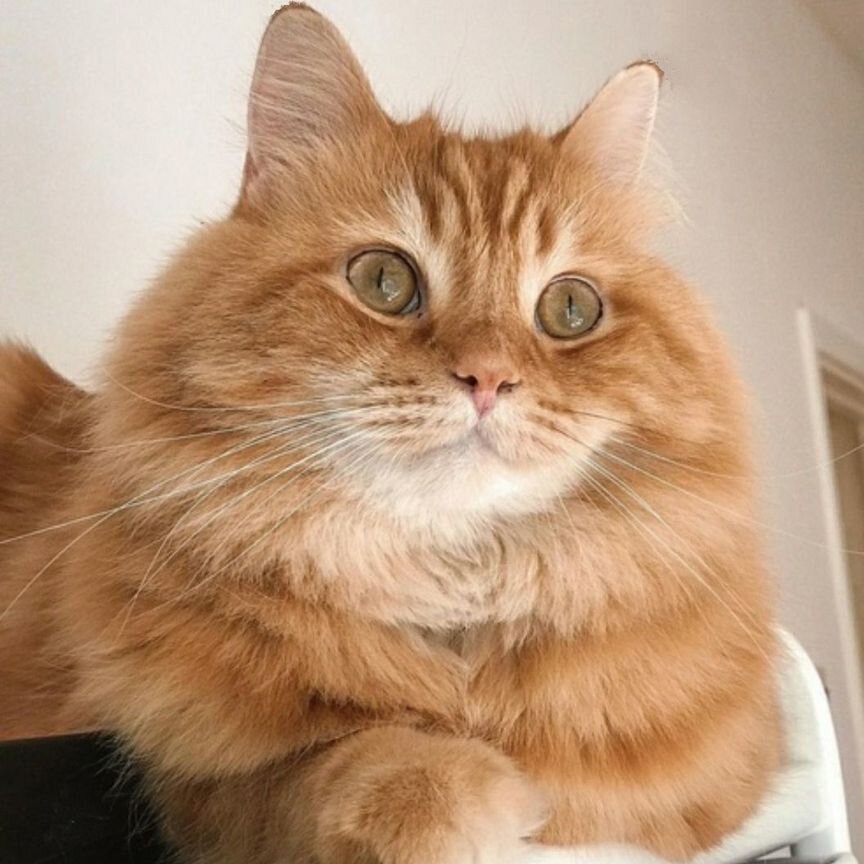 Рыжий котик