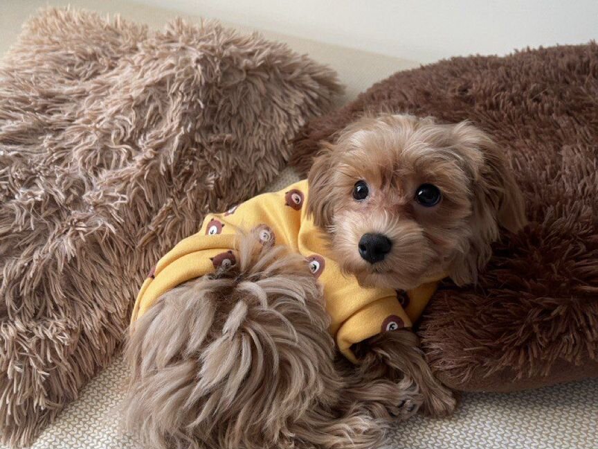 Мальтипу F1 ласковый мальчик