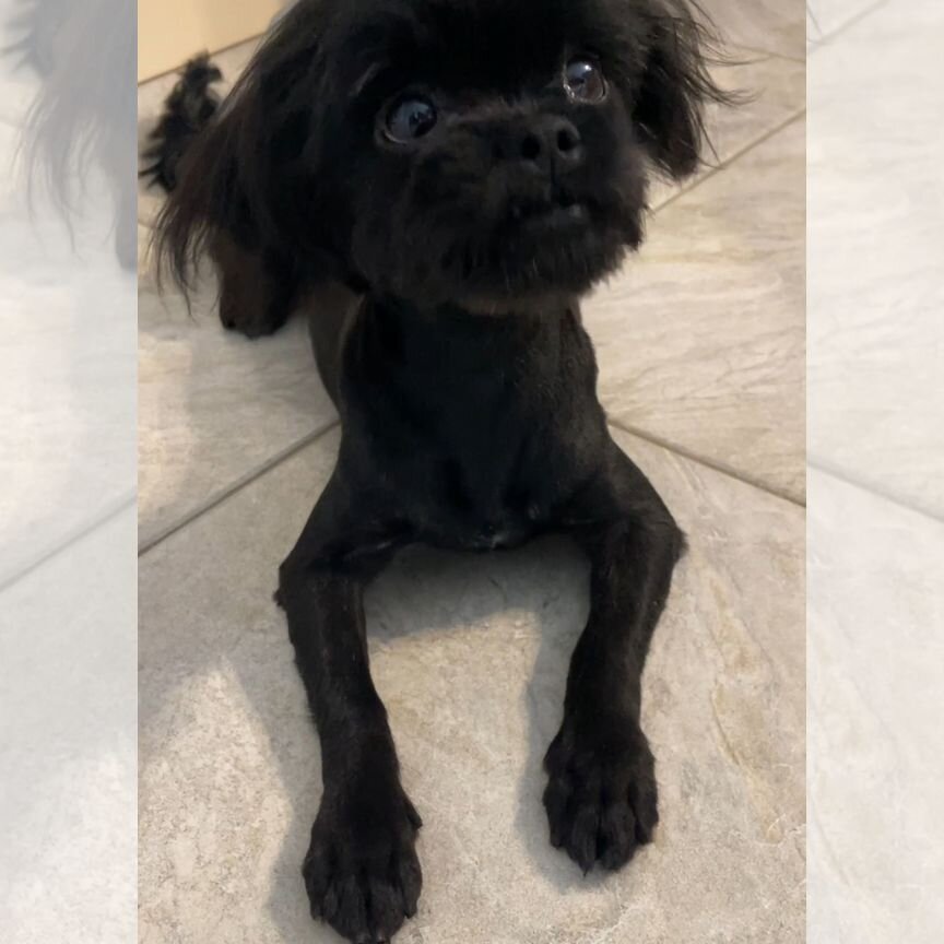 Мальтипу, щенок