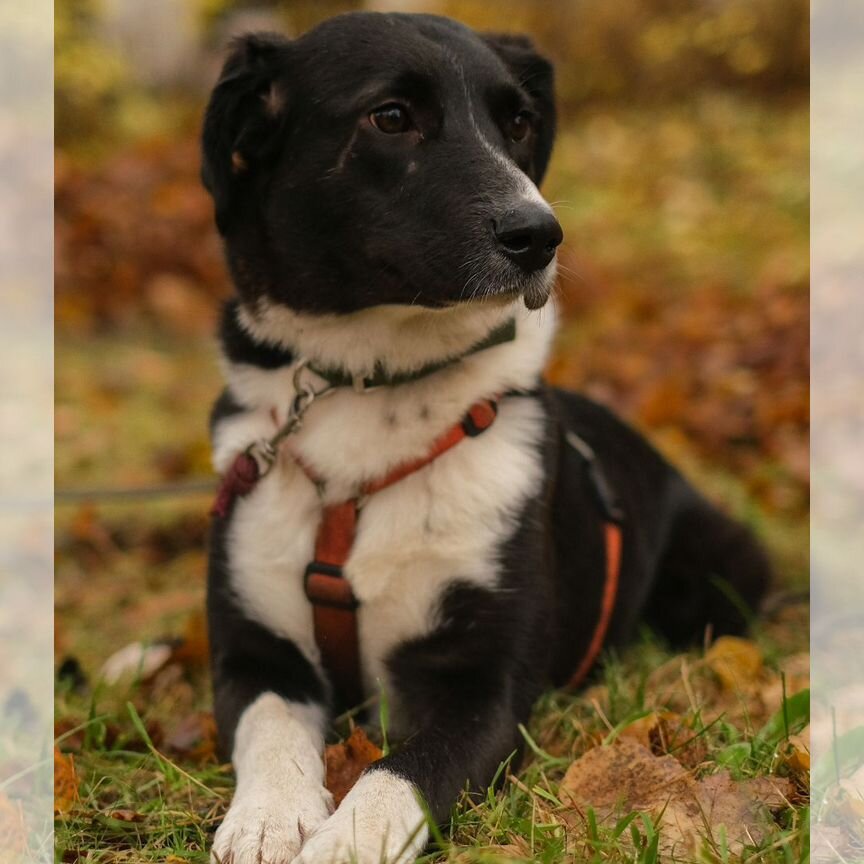 Взрослая собака в добрые руки