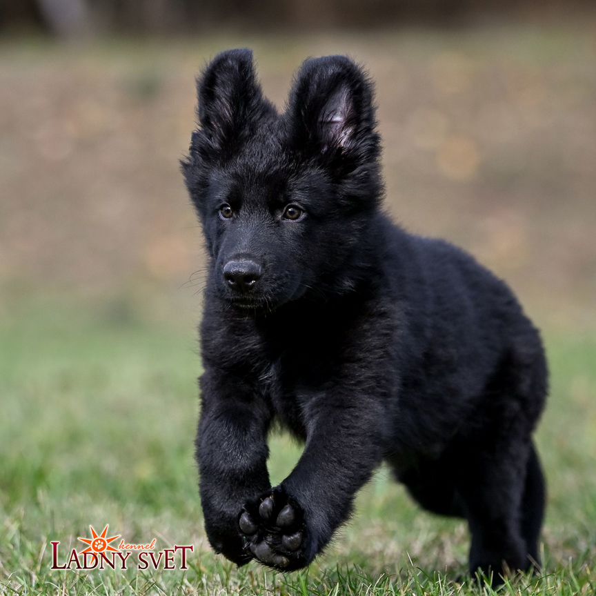 Черная немецкая овчарка