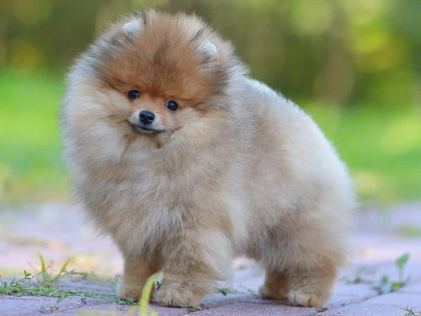 Померанский шпиц мини щенок