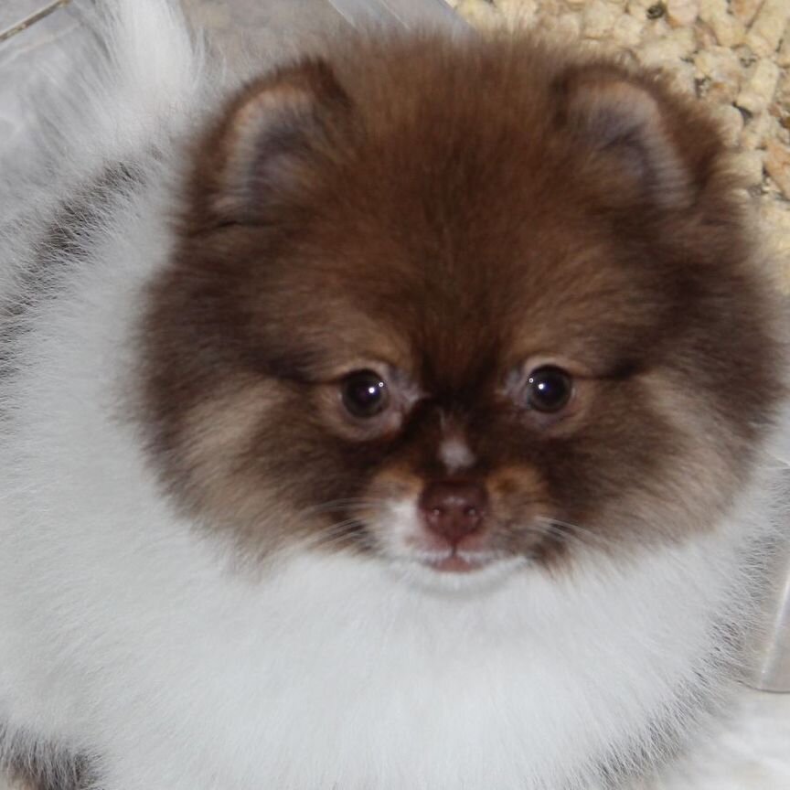 Померанский шпиц, щенок