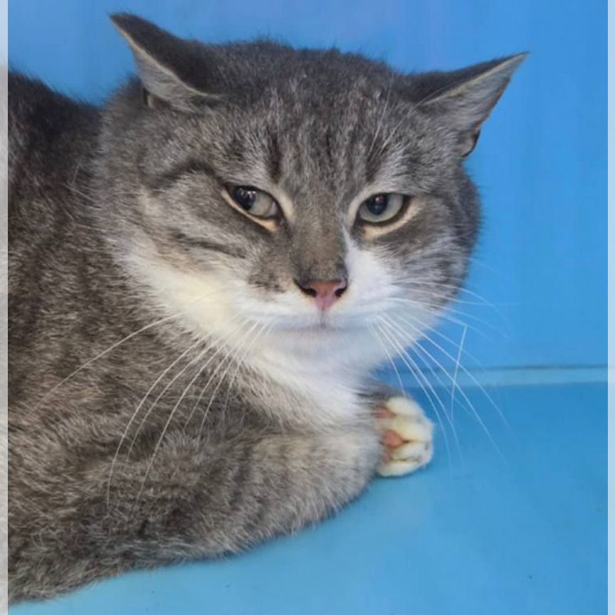 Взрослый кот в добрые руки