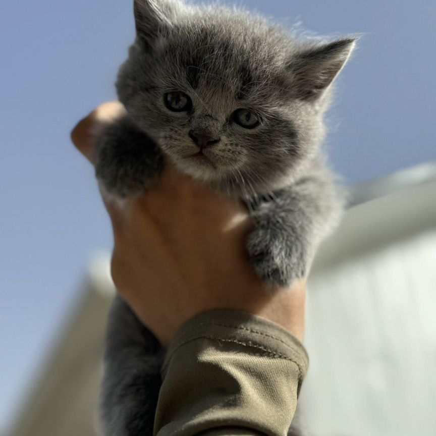 Британские котята