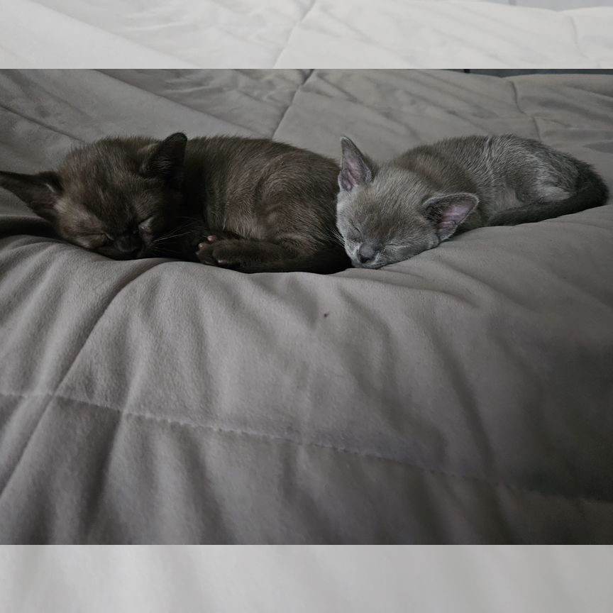 Европейский бурманский котёнок