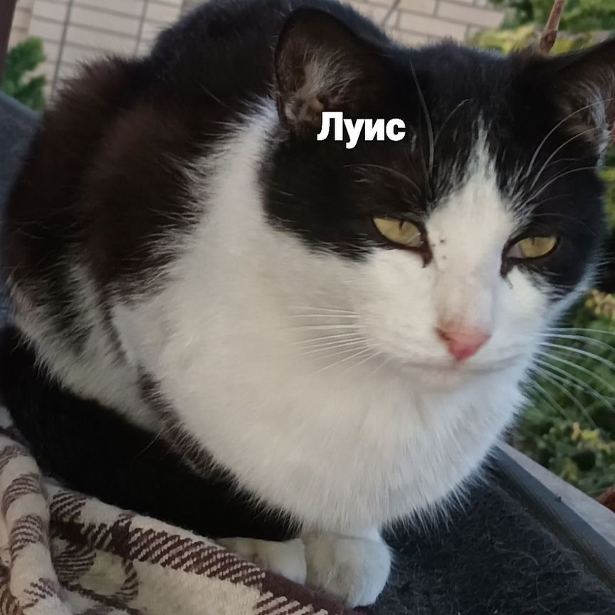 Кот Луис полтора года